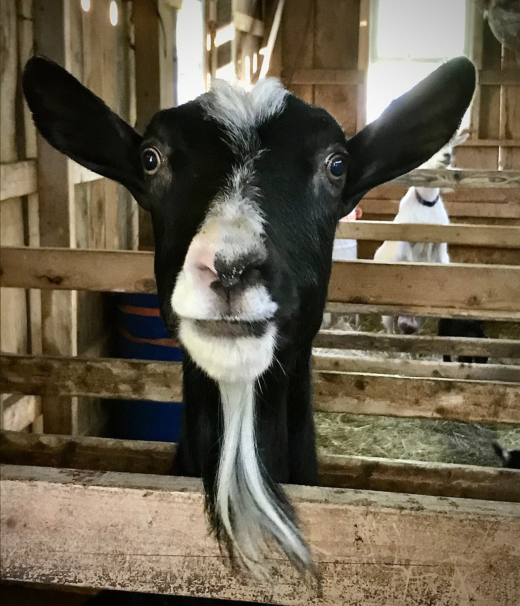 Oh the fun of feeding time… – Bearded Nanny Goat Milk Creations