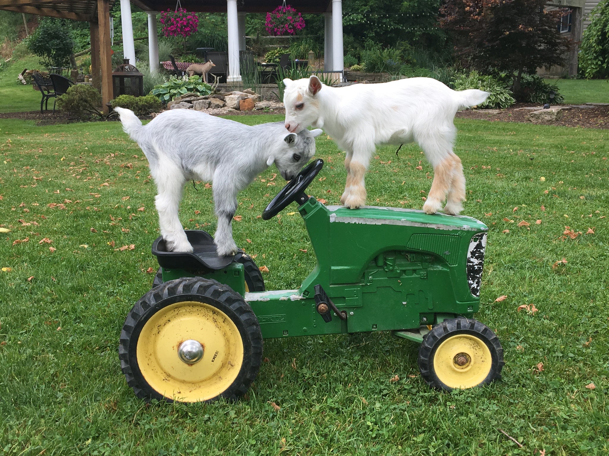 Bearded Nanny Goat Milk Creations